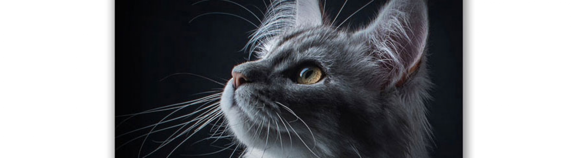"Portraits de chats" le livre - Julie Warnier